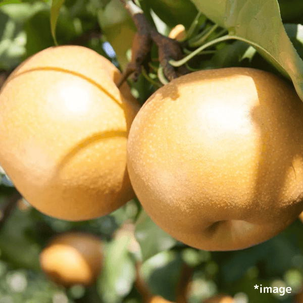 Japanese Fruits