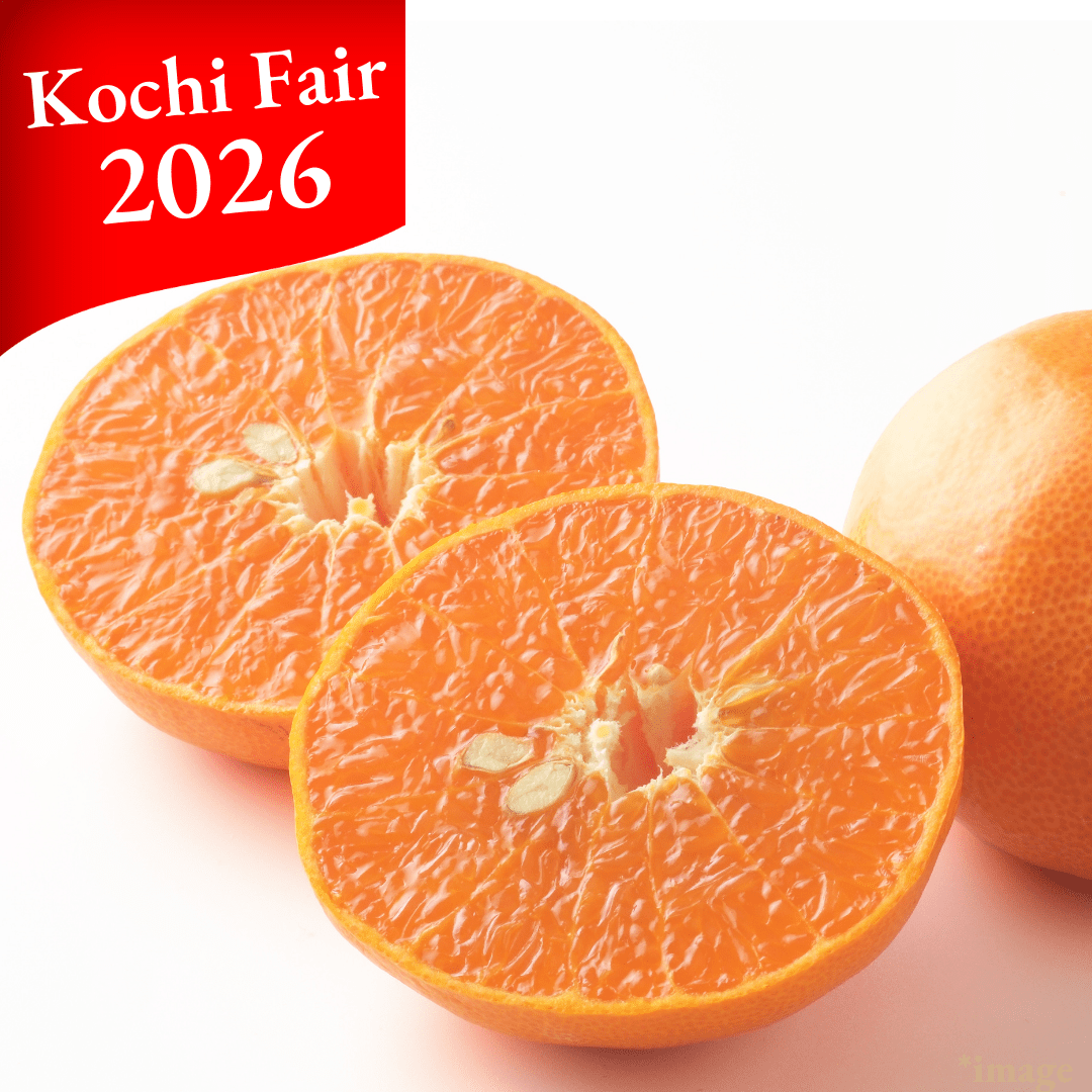 ”Setoka (High Grade/3L Big Size)”, Otoro(fatty tuna) of oranges, known ...